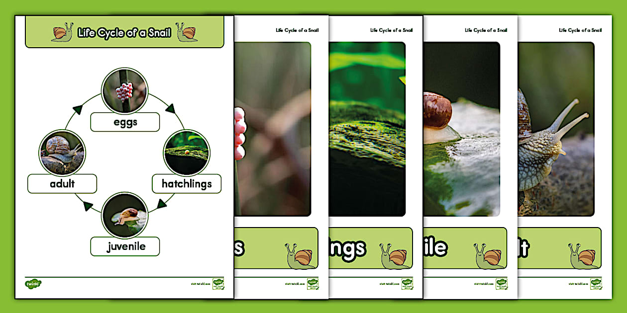 Life Cycle of a Snail Photo Posters for K-2 Grade - Twinkl