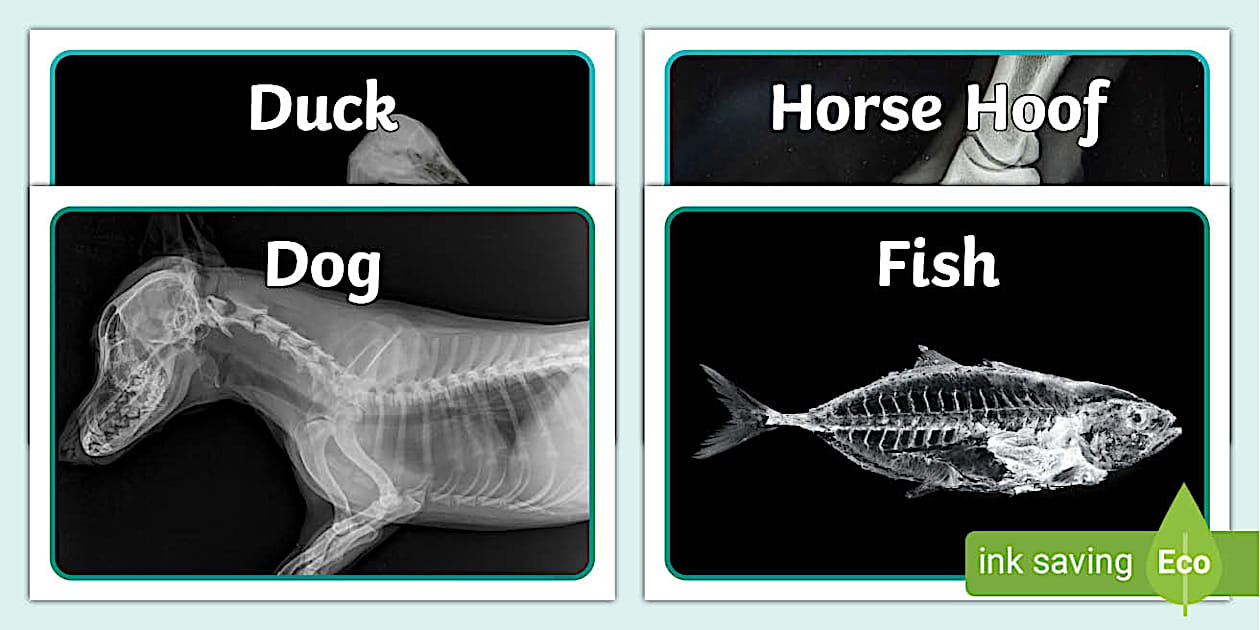 Animal X-Rays Display Photos (ティーチャーメイド)