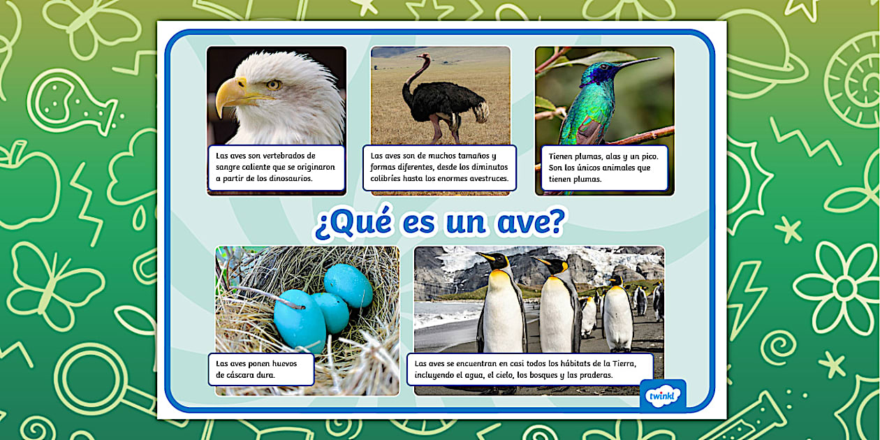 Póster: ¿Qué es un ave?