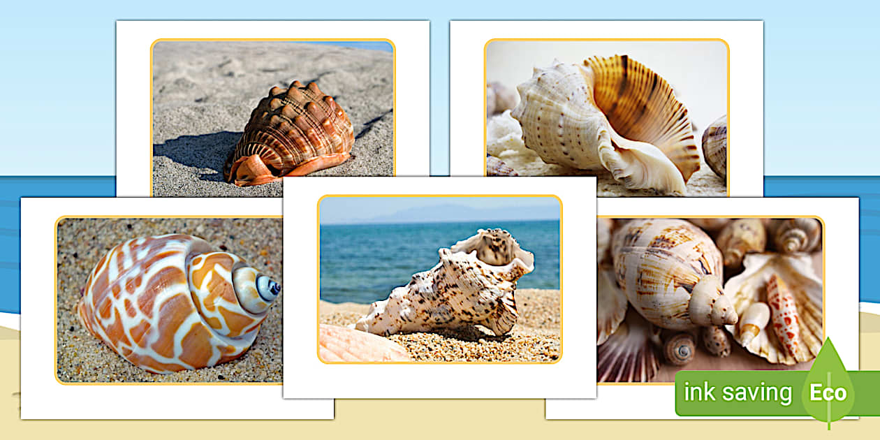 seashells photo pack,shell, photo pack, photos, pack, shells