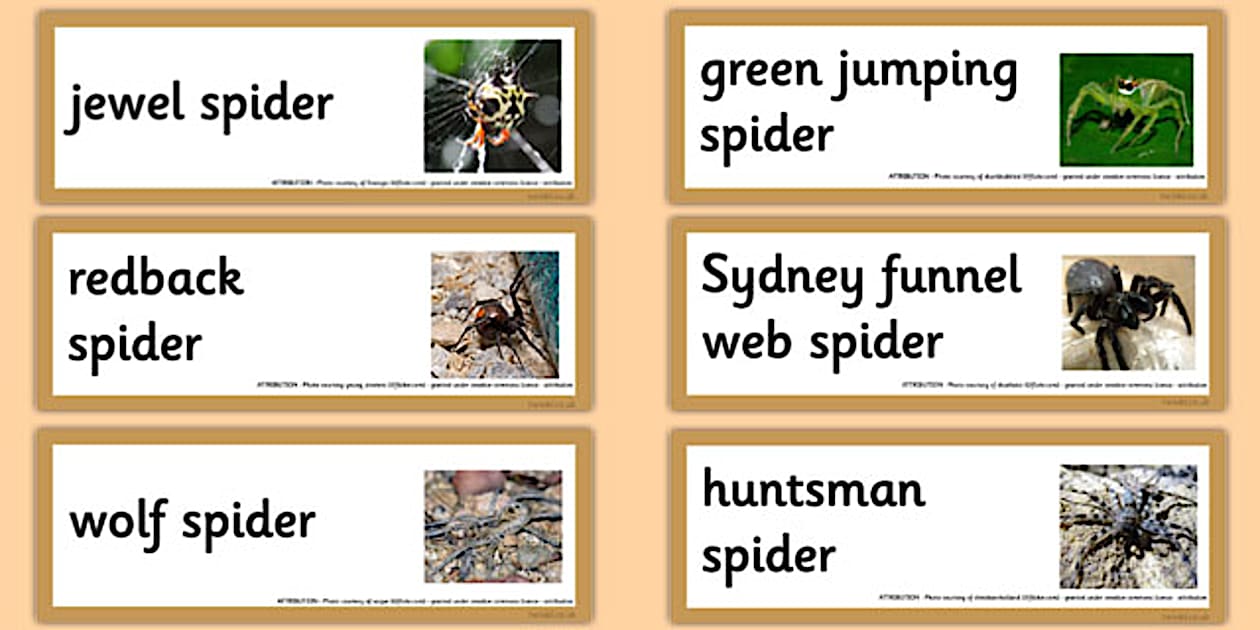 Australian Spiders Word Cards (teacher made) - Twinkl