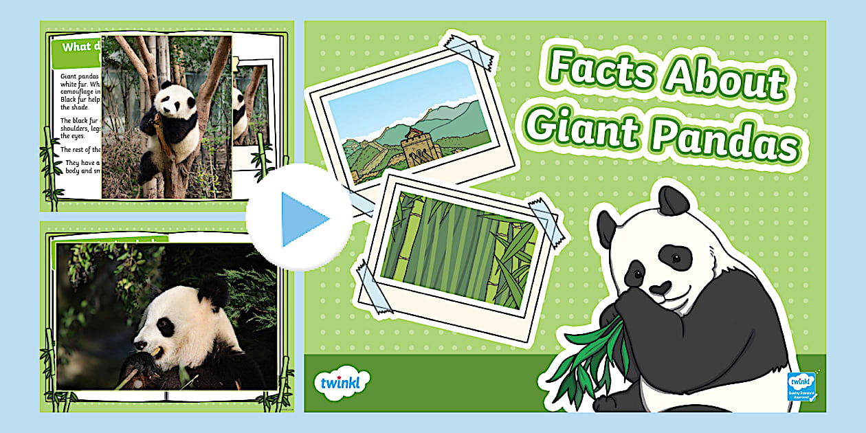 Facts About Giant Pandas PowerPoint - Twinkl - KS1 - Twinkl