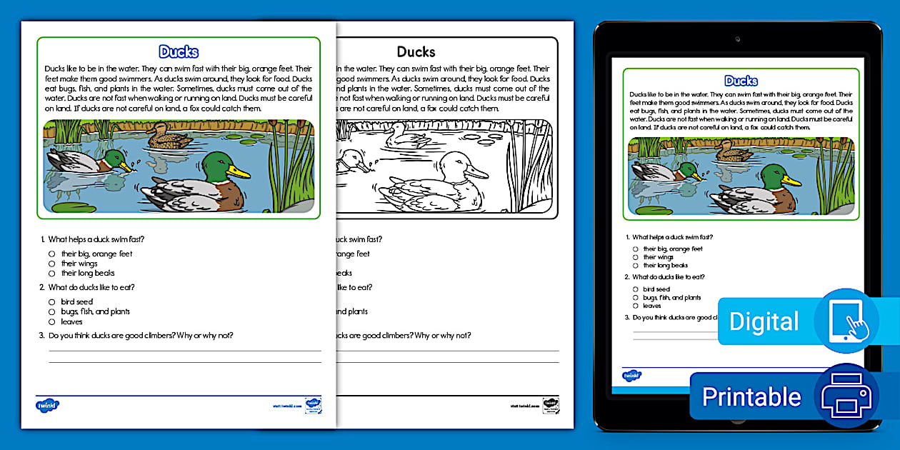 First Grade Ducks Reading Passage Comprehension Worksheet
