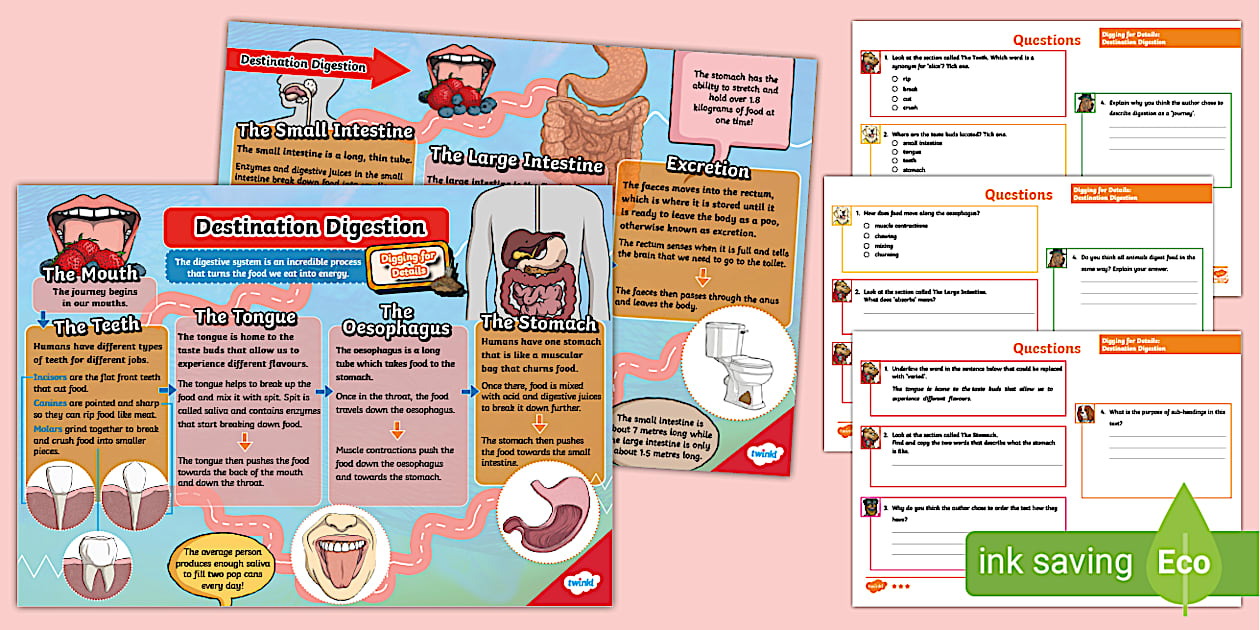 LKS2 Digging for Details Digestion Infographic Comprehension
