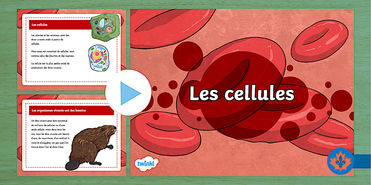 Cells PowerPoint French