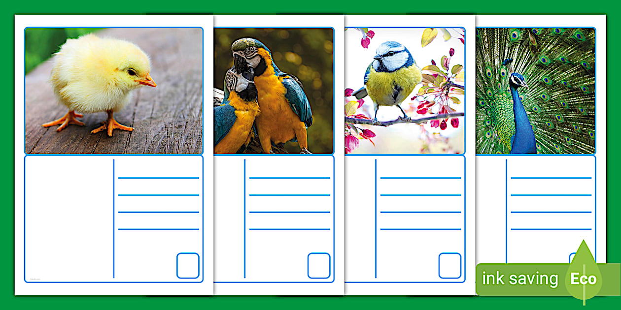 Bird Themed Postcards (teacher made) - Twinkl