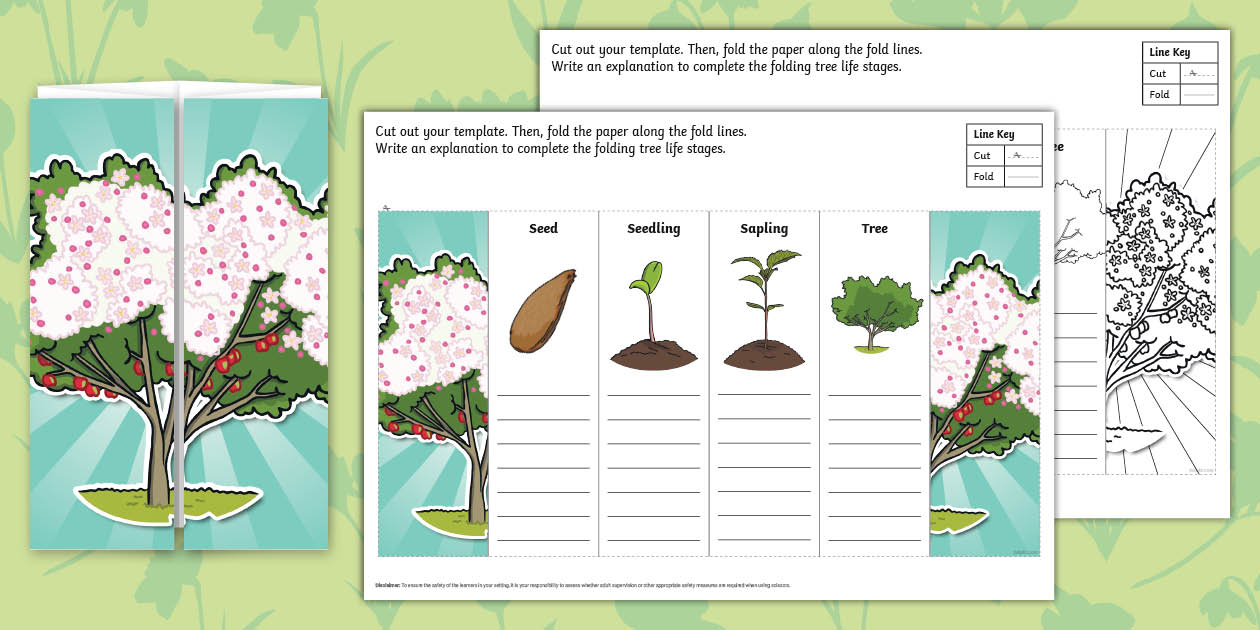 Trees Folding Life Stages Template (teacher made) - Twinkl