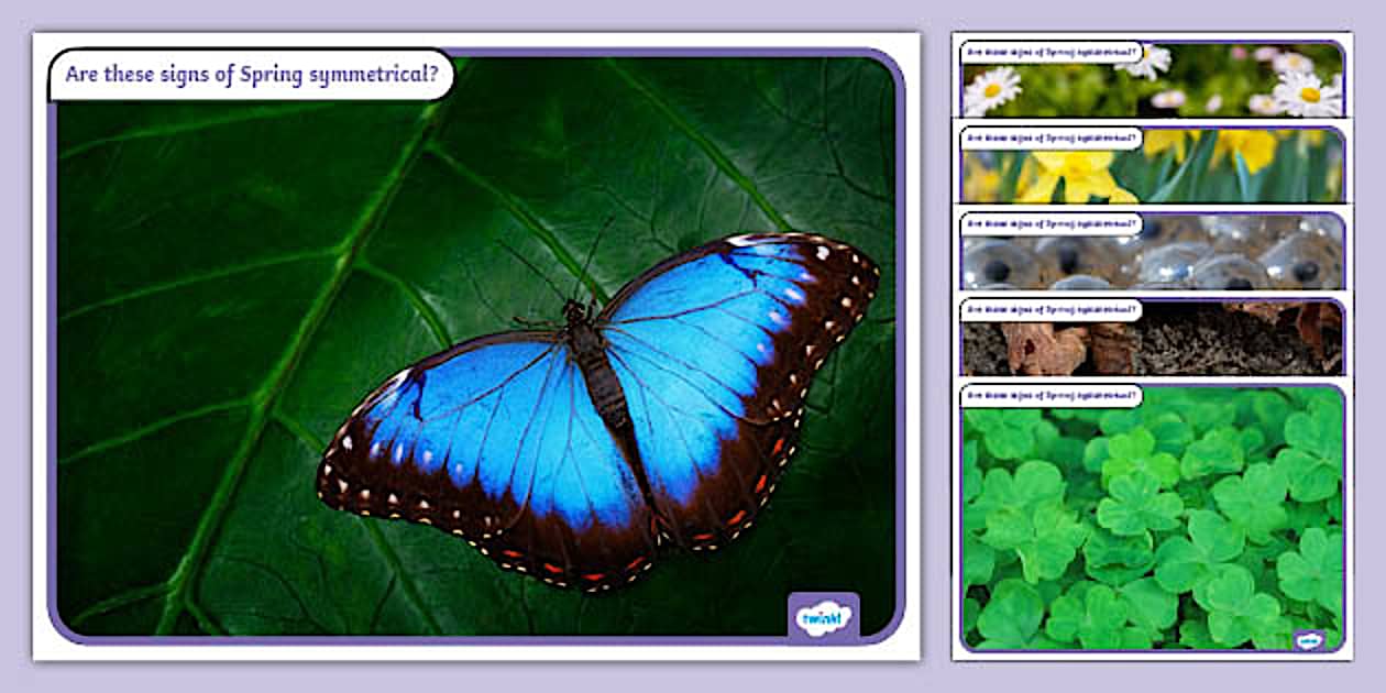 Minibeast Symmetry Display Posters (Teacher-Made) - Twinkl