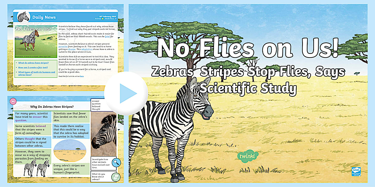 LKS2 Why the Zebra Got Its Stripes Daily News PowerPoint