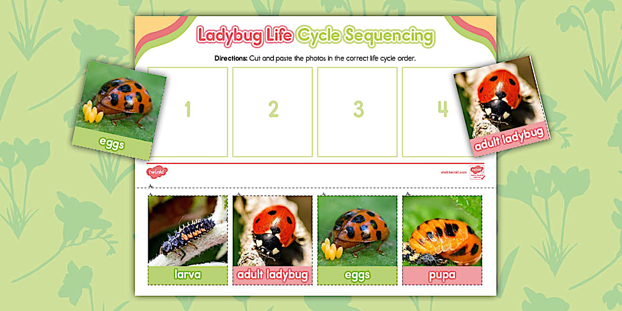 Early Childhood Ladybug Photo Life Cycle Sequencing Worksheet