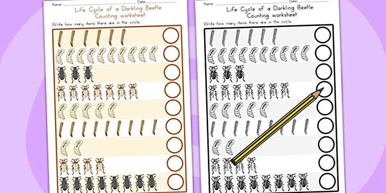 Darkling Beetle Life Cycle Counting Worksheet (teacher made)