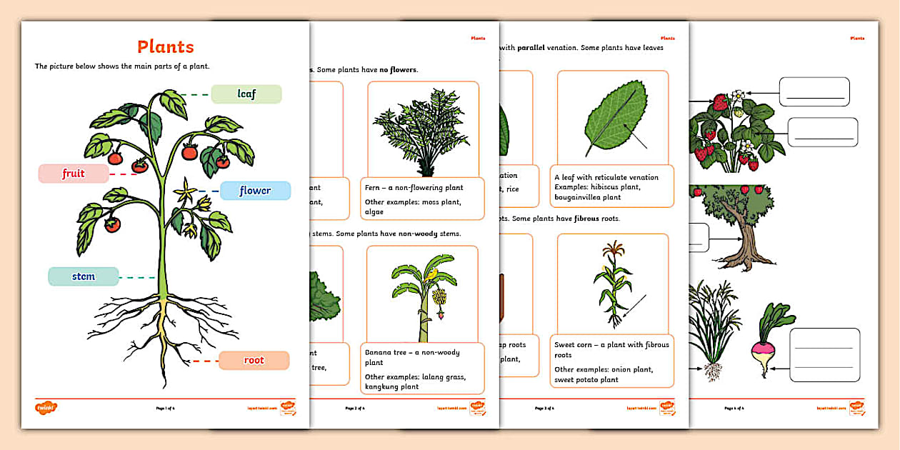 Parts and Types of Plants Revision Notes (Teacher-Made)