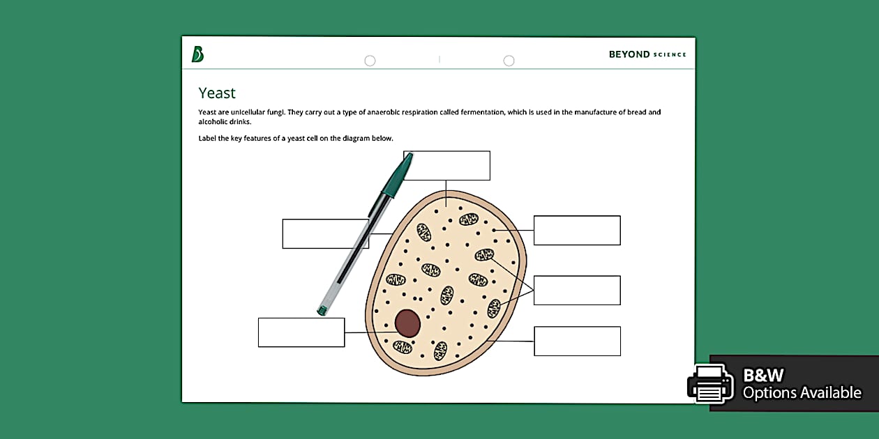 Yeast Labelling Worksheet | KS3 Biology | Beyond Science