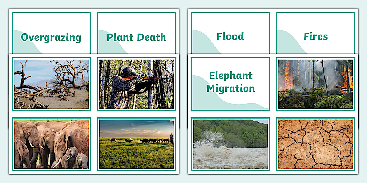 Matching Cards: Changes Affecting Living Things - Twinkl