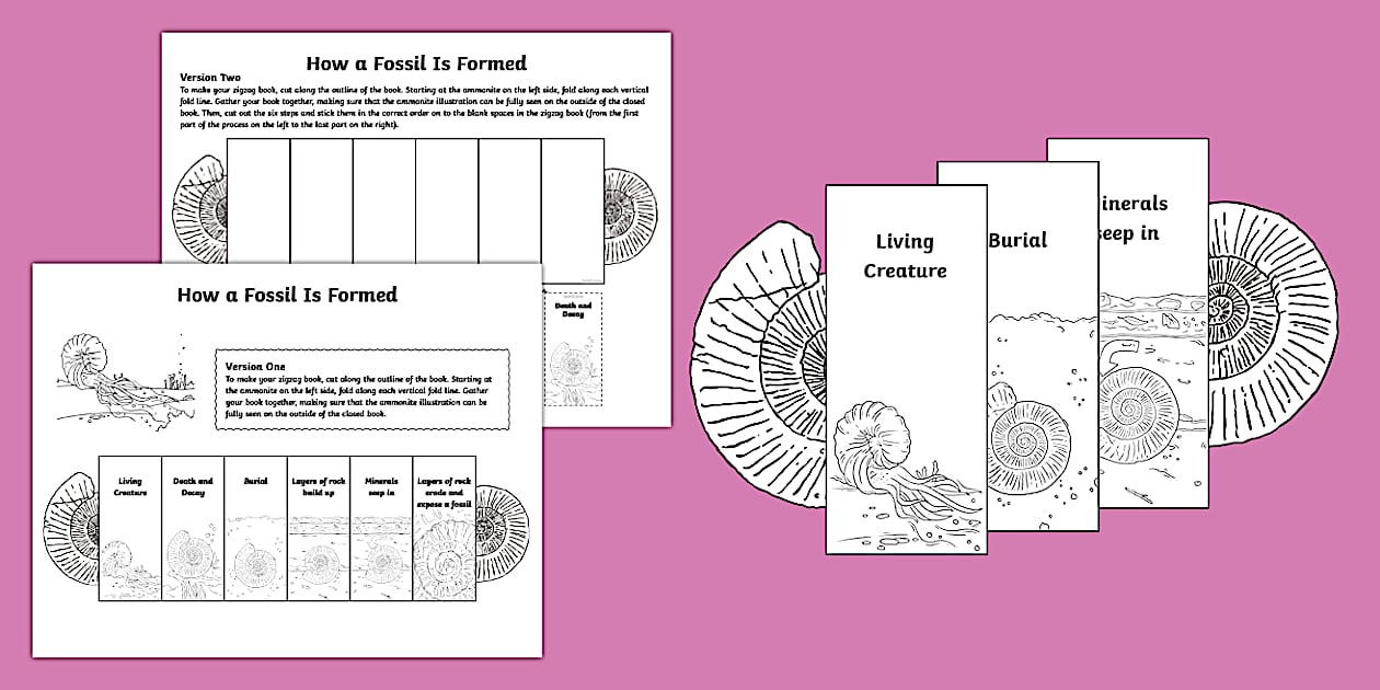 How a Fossil Is Formed Zigzag Booklet for 3rd-5th Grade