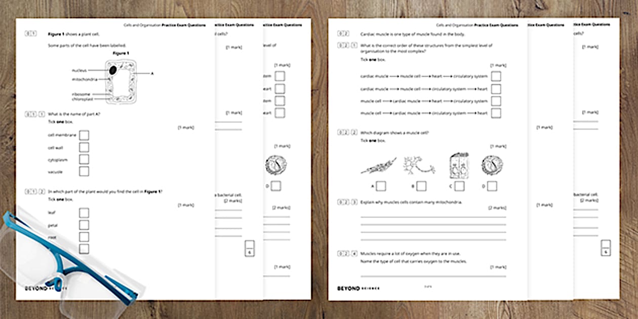 KS3 Cells and Organisation Exam Questions | Beyond - Twinkl