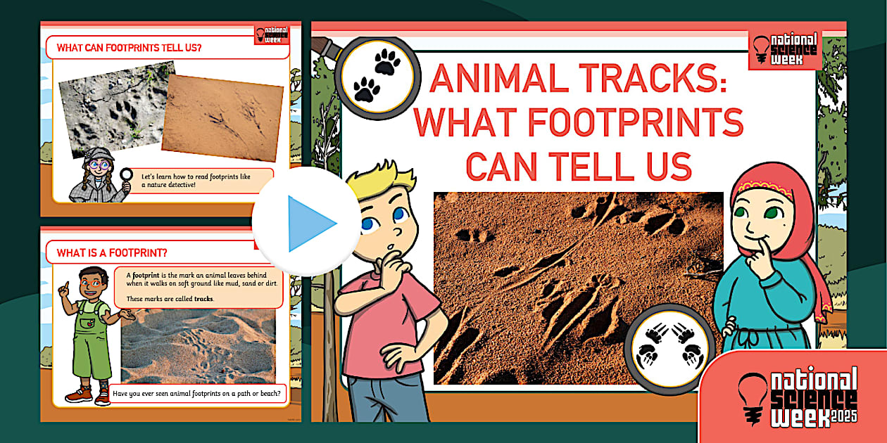 Animal Tracks: What Footprints Can Tell Us (Teacher-Made)
