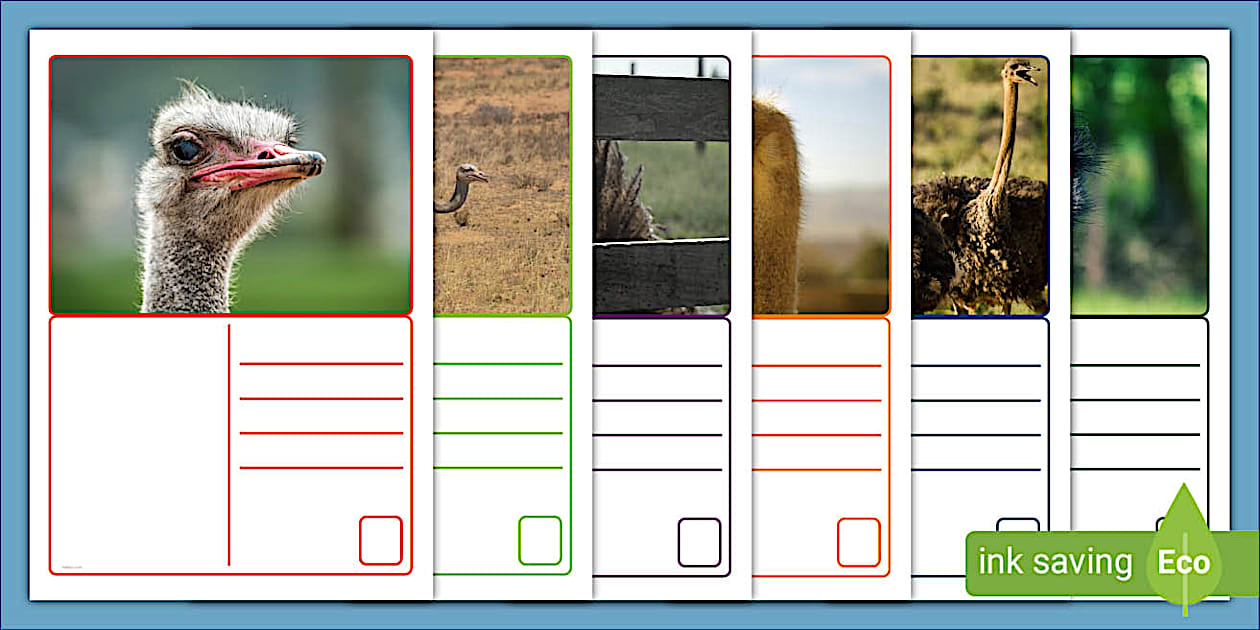 Ostrich Postcards|Twinkl Ostrich Postcards|Writing Postcards