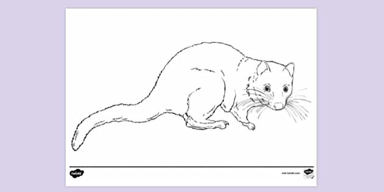 Quoll Colouring | Colouring Sheets (teacher made) - Twinkl