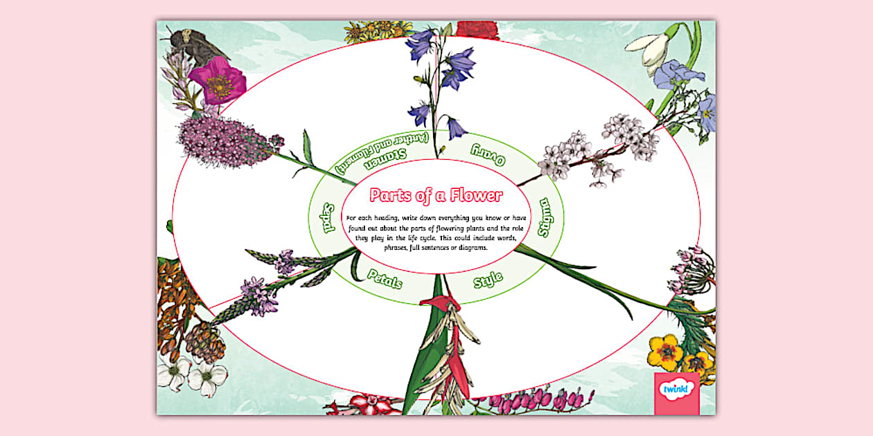 Parts of a Flower Around the Table (teacher made) - Twinkl