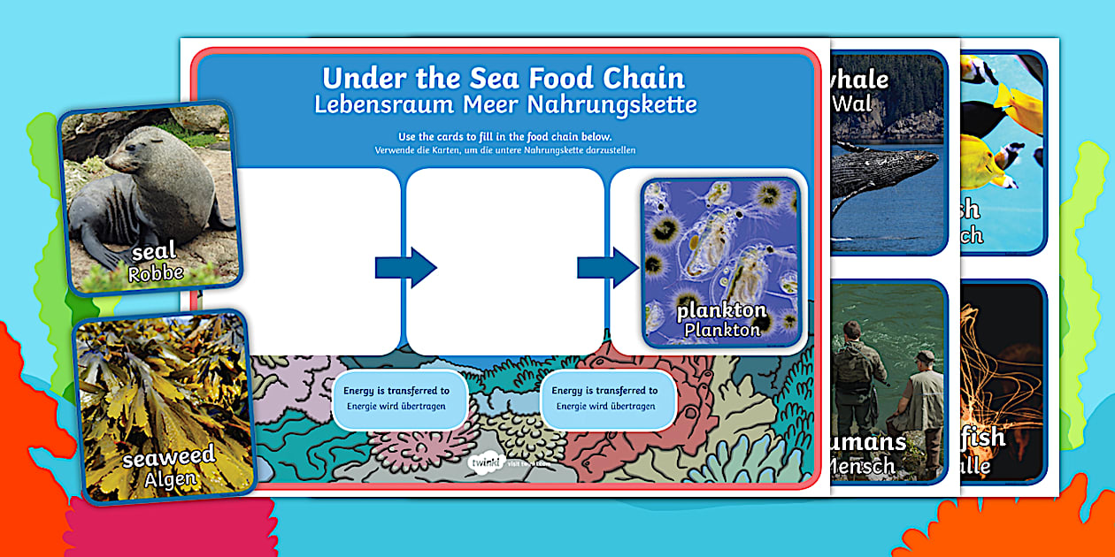 Under the Sea Food Chain Sorting Activity English/German - EAL, German ...