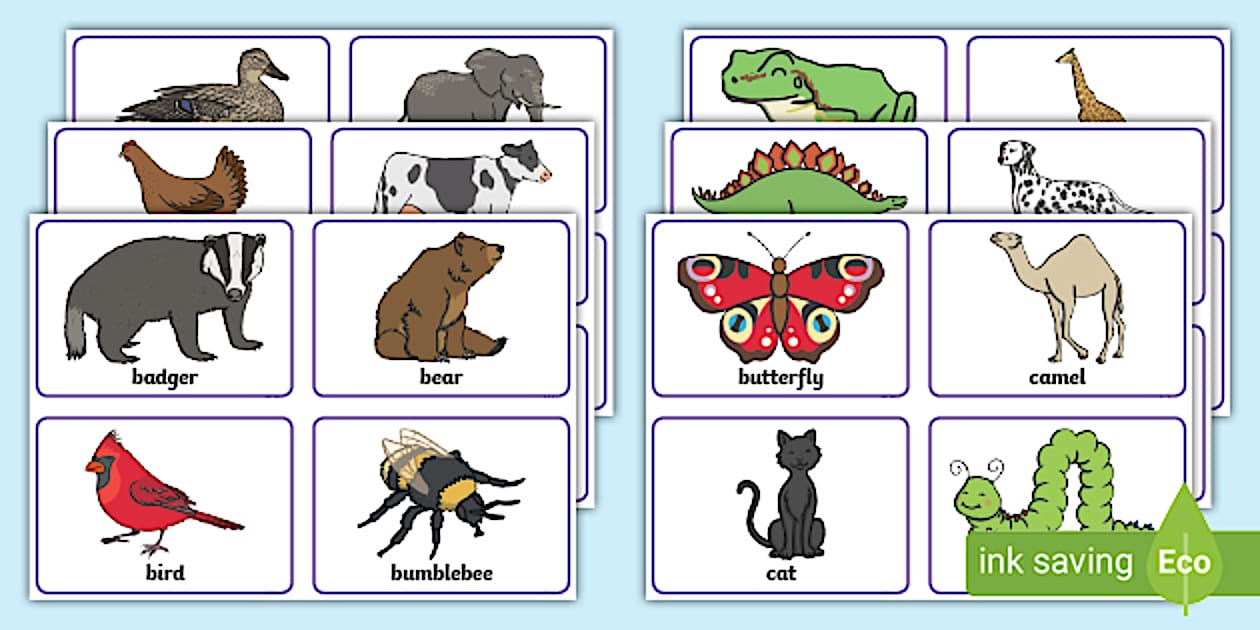 Animal Picture Flash Cards (teacher made) - Twinkl