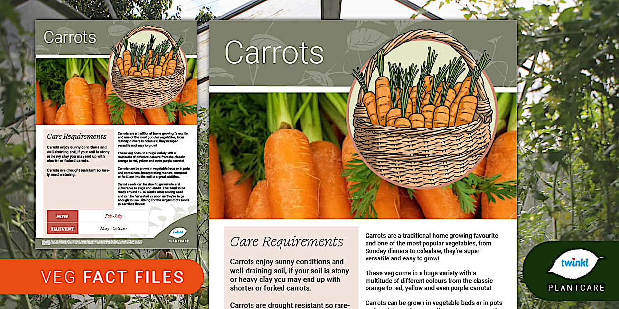 Garden Veg Fact File: Carrots, Plantcare, growing vegetables