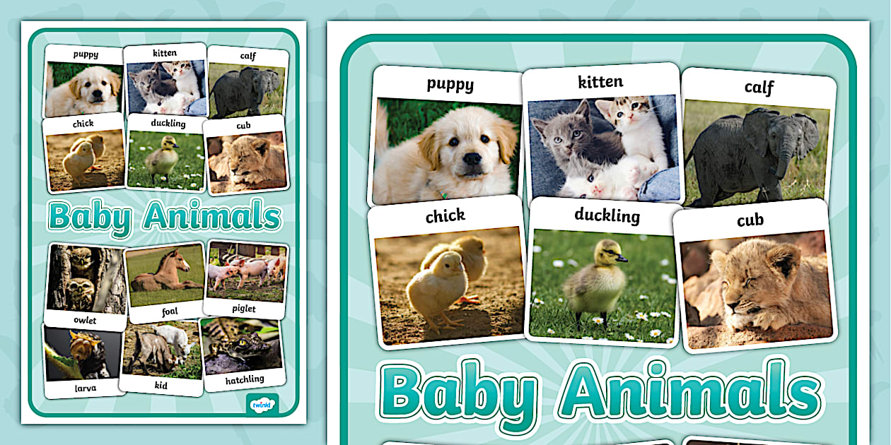 Baby Animal Names Photo Display Poster (Teacher-Made)