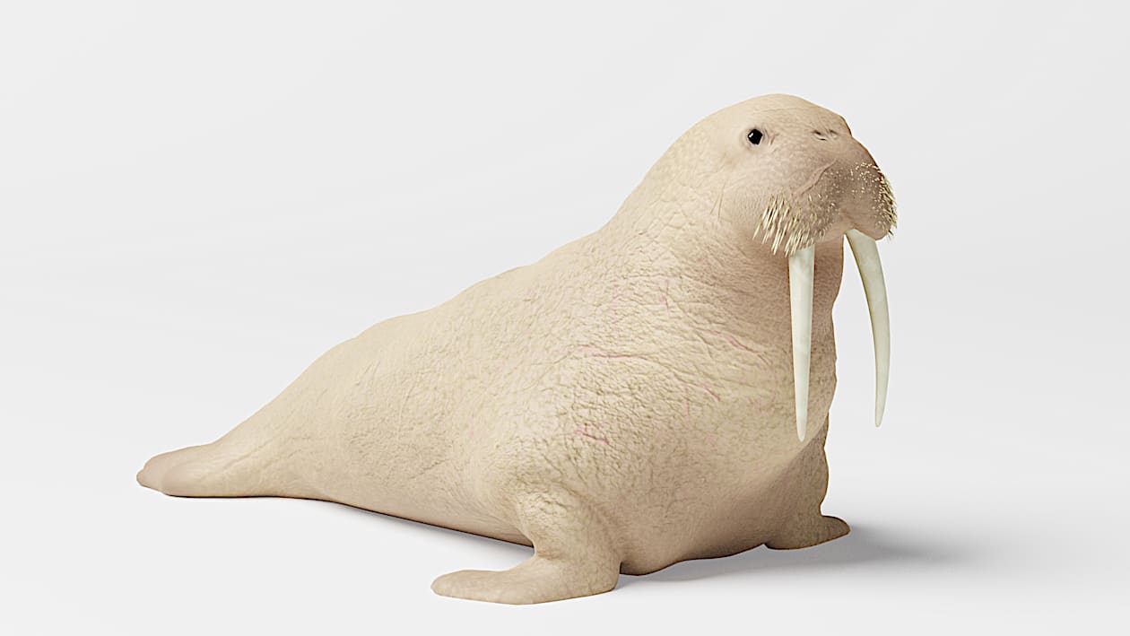 3D Model: Mammals - Walrus (teacher made) - Twinkl