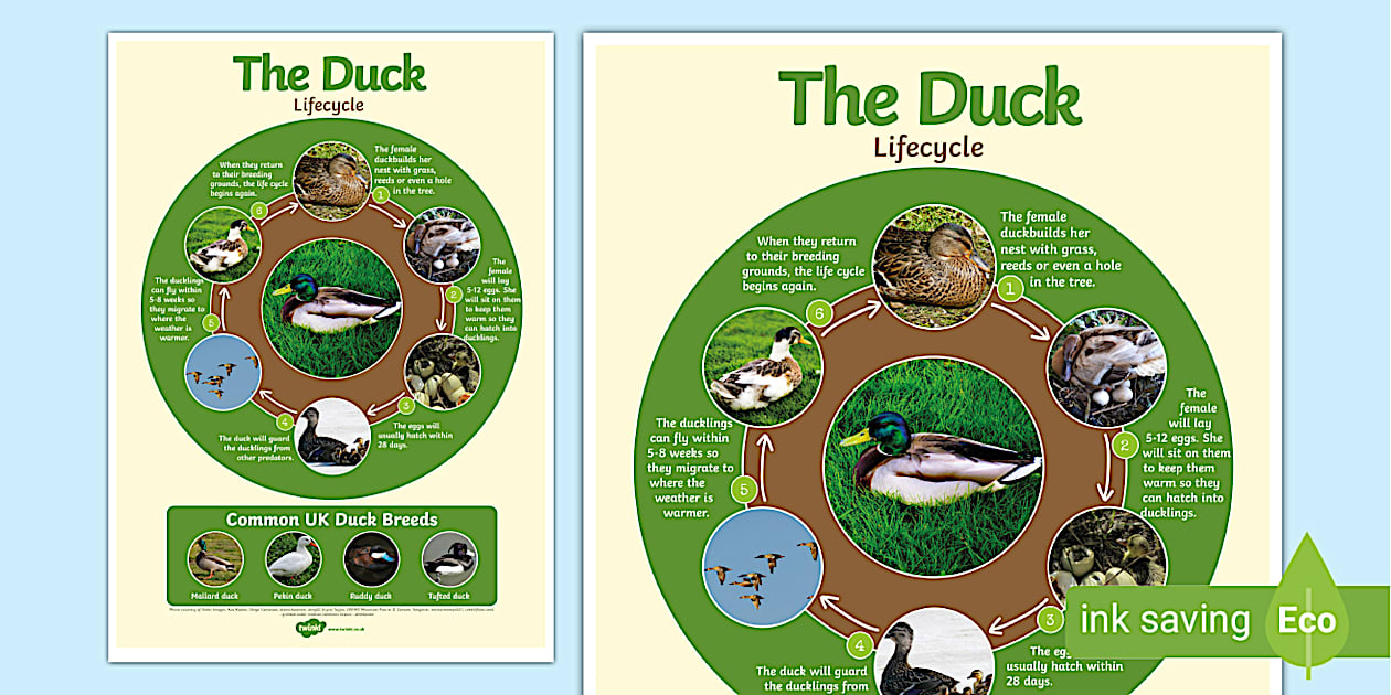 Duck Life Cycle Large Poster (teacher made) - Twinkl