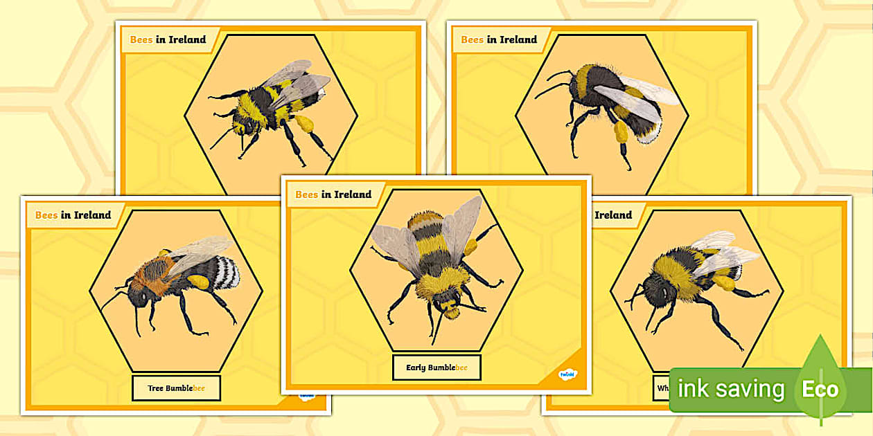 Irish Bees Display Posters (teacher made) - Twinkl