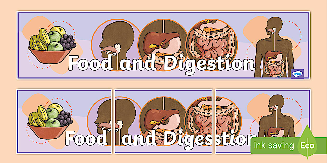 Food and Digestion Display Banner (teacher made) - Twinkl