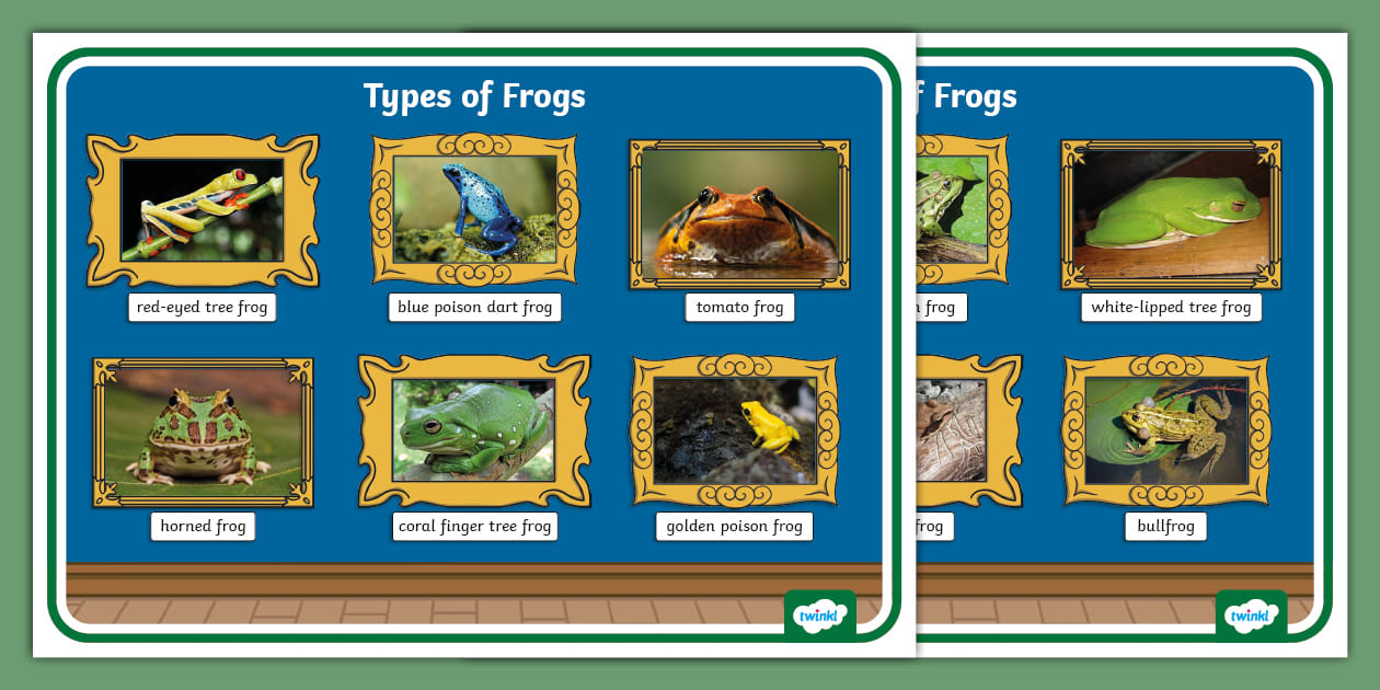 Types of Frogs Display Poster | Twinkl (teacher made)
