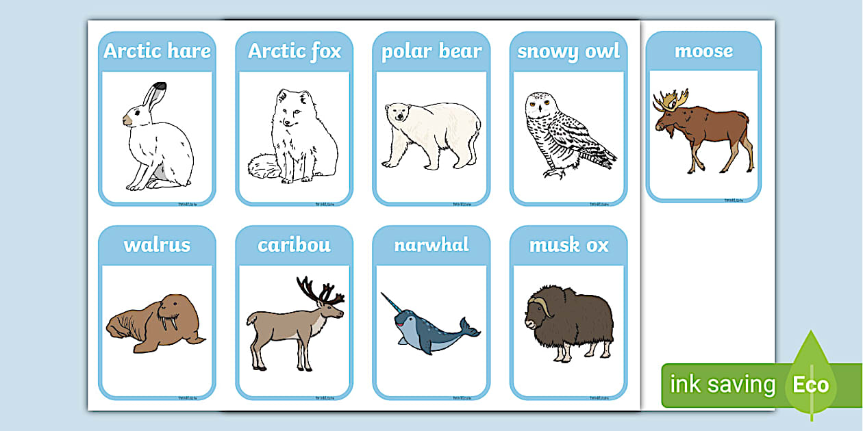 Arctic Animal Flash Cards - Polar Regions - Geography - KS1