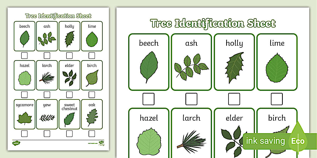 Spring Tree Lead Identifier Worksheet | Twinkl USA - Twinkl