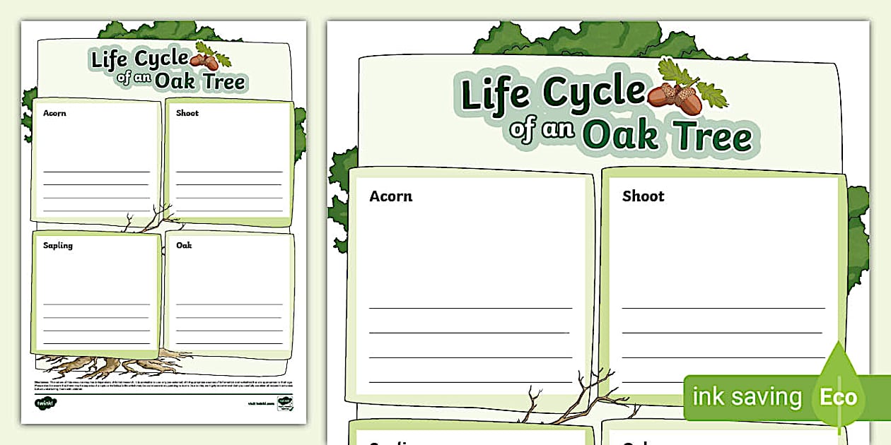 Life Cycle of an Oak Tree Fact File Template (teacher made)