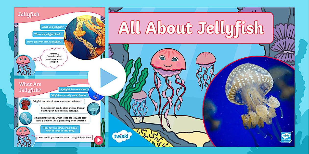 All About Jellyfish PowerPoint |Twinkl (teacher made)