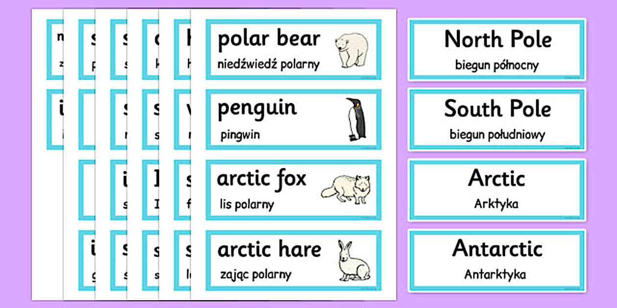 Polar Regions Word Cards Polish Translation (teacher made)