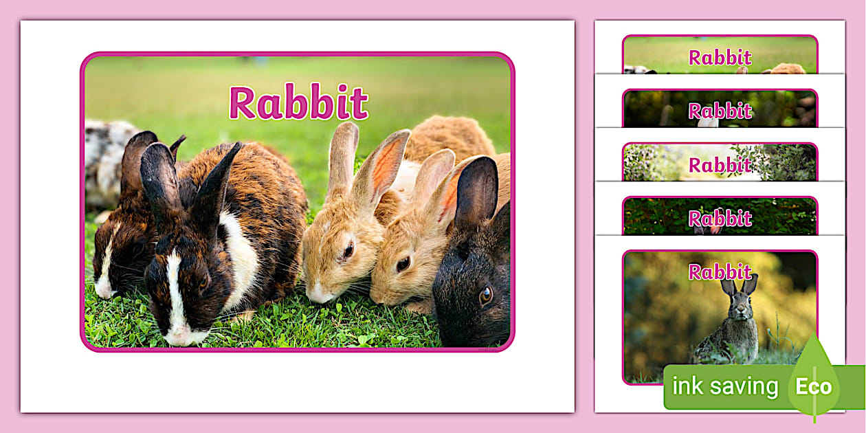 Rabbit Photo Pack (teacher made) - Twinkl
