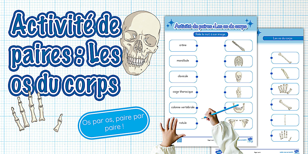 Activité de paires : Les os du corps - Twinkl
