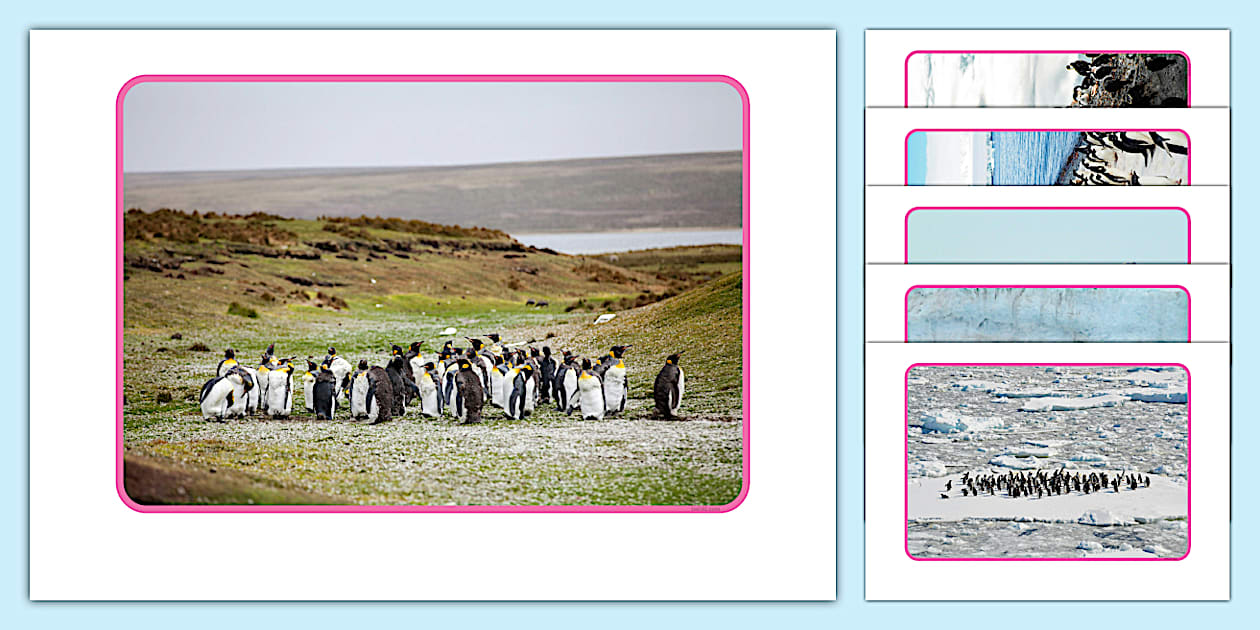 Waddle of Penguins Photo Pack (teacher made) - Twinkl