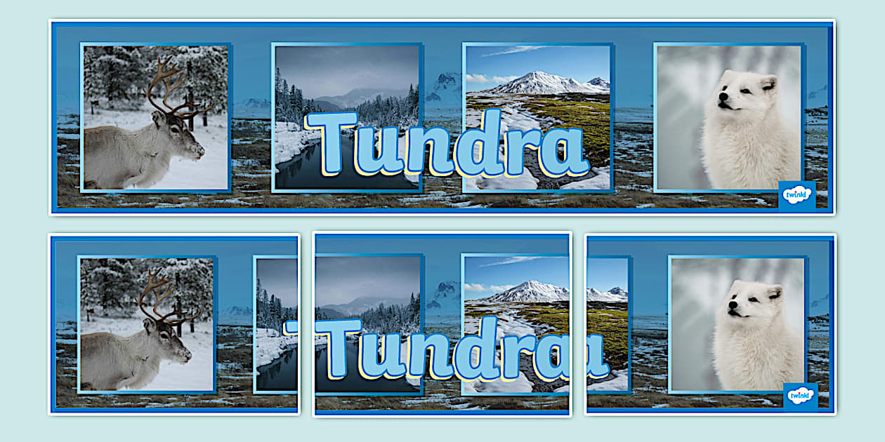 Tundra Biome Photo Display Banner (teacher made) - Twinkl