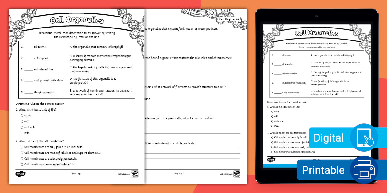 Cell Organelles Quiz for 6th-8th Grade (Teacher-Made)