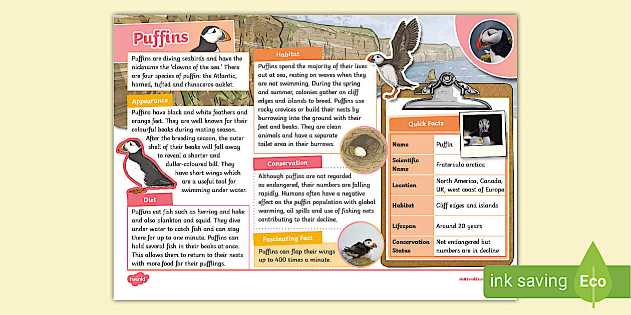 KS2 Puffin Fact File (teacher made) - Twinkl