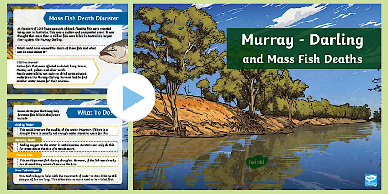 Mass Fish Death and the Murray-Darling PowerPoint - Twinkl