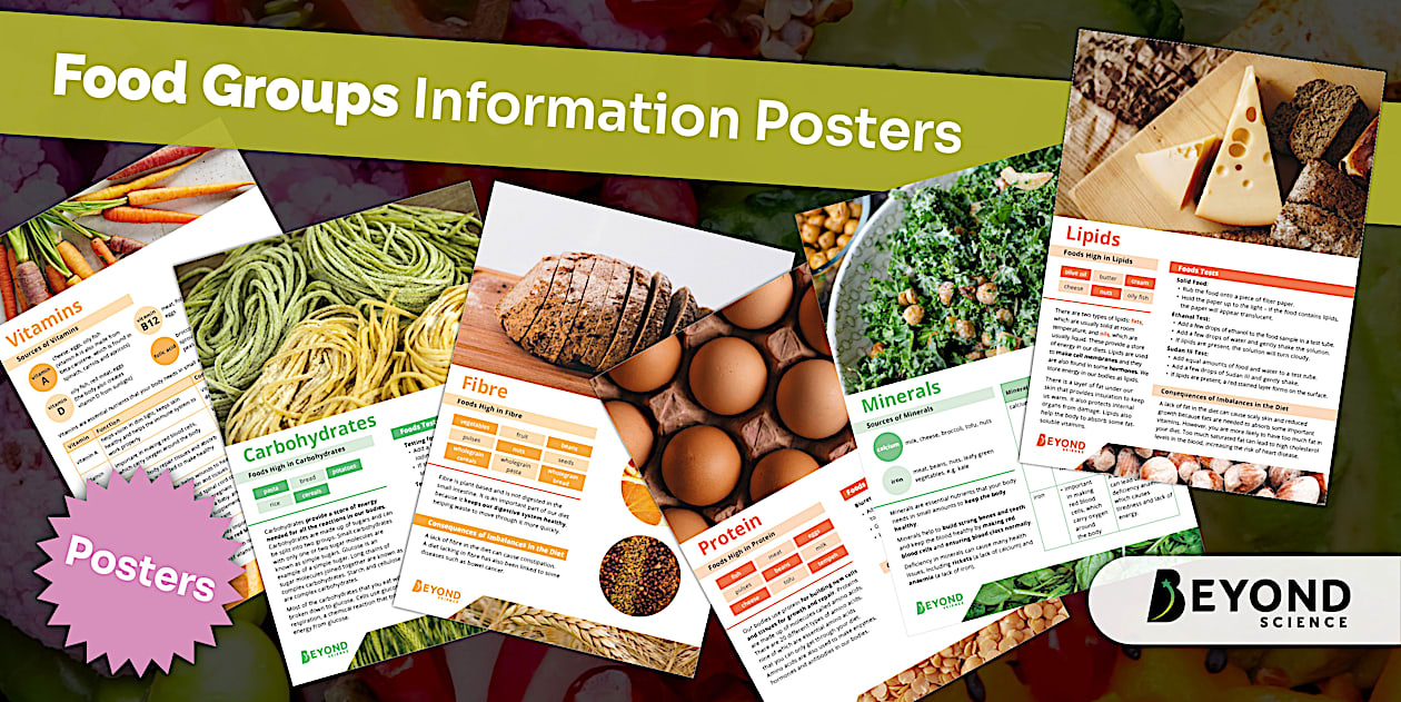 Food Groups Information Posters | KS3 Biology | Beyond