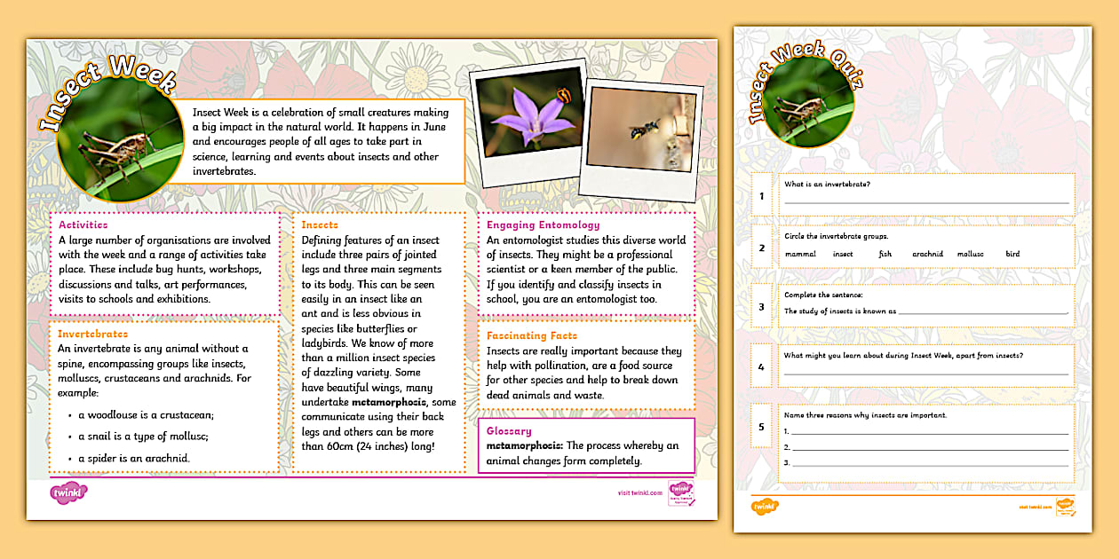 Insect Week Fact File and Quiz - Twinkl - KS2 (teacher made)