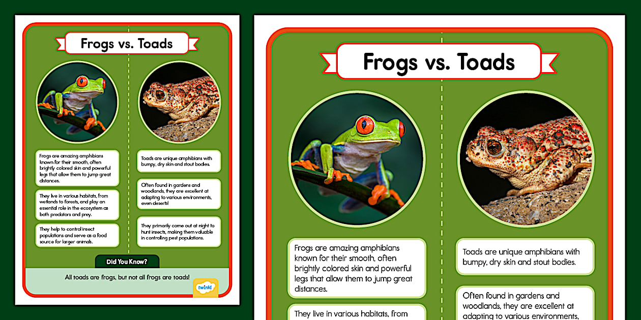Frogs vs. Toads Poster (teacher made) - Twinkl