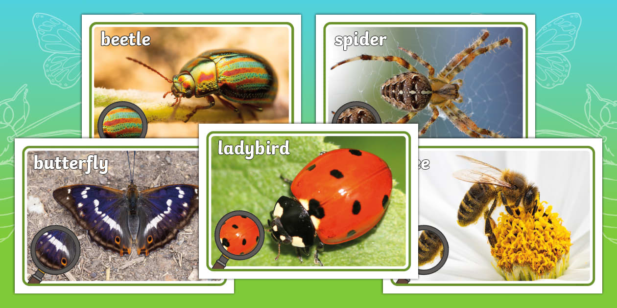 Minibeast Patterns Display Photos︱Twinkl - Twinkl