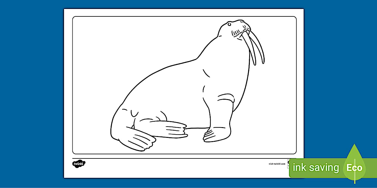 Walrus: Animal Colouring Page (teacher made) - Twinkl